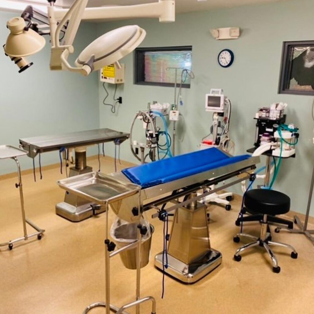 Pet Surgery in Granger, IN | Lakeland Animal Care